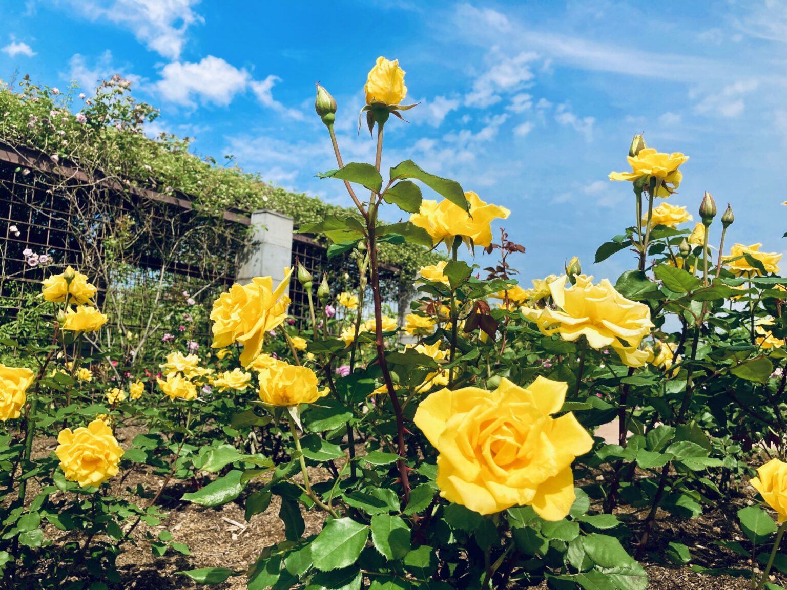 令和7年春のバラ展は、記念すべき第150回開催となります | 横浜ばら会